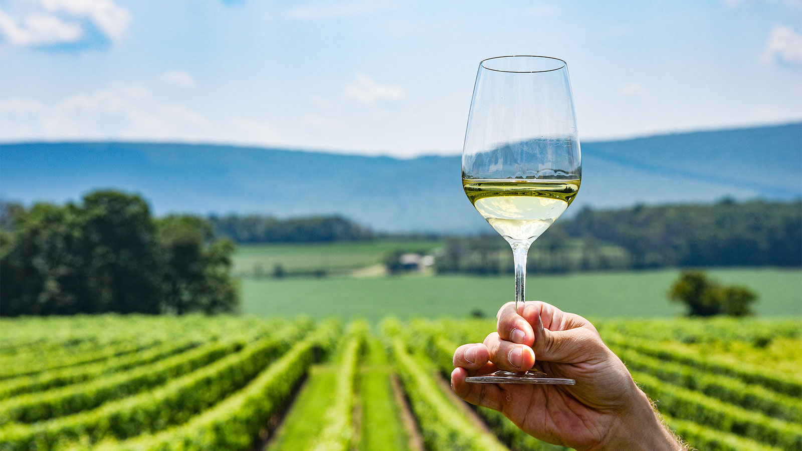 Pisano Family Wines at The Country Cork | Hunlock Creek | DiscoverNEPA